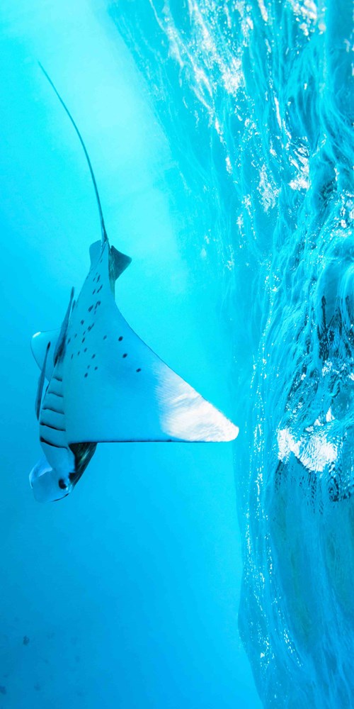 Manta Moments – Destination Label